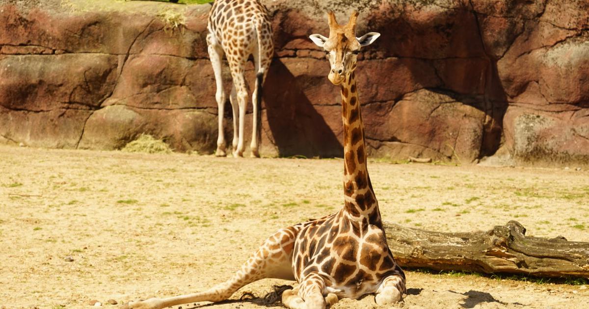 GaiaZOO opnieuw in running voor leukste uitje Nederland | ZO-NWS