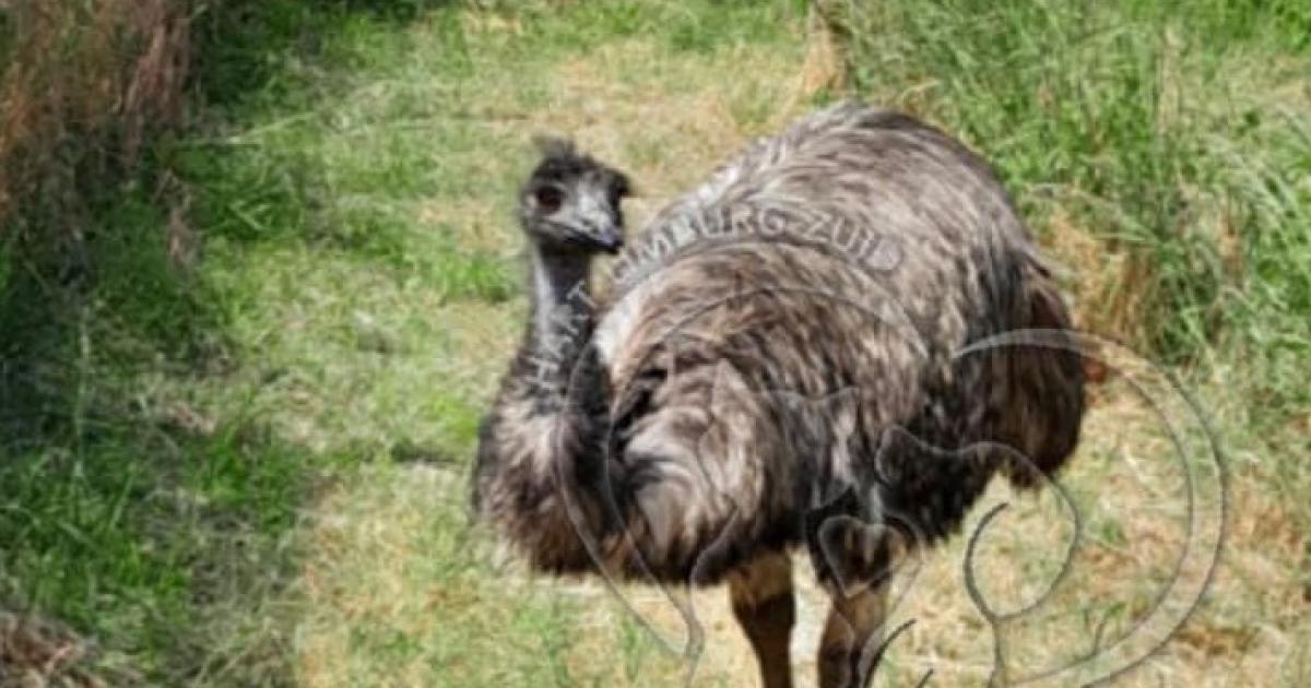 Weggelopen emoe Kumpke dood gevonden | ZO-NWS