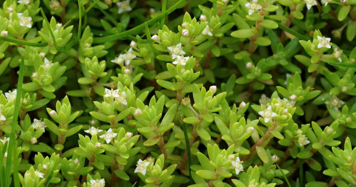 Delen Brunssummerheide afgezet in strijd tegen uitheemse watercrassula ...