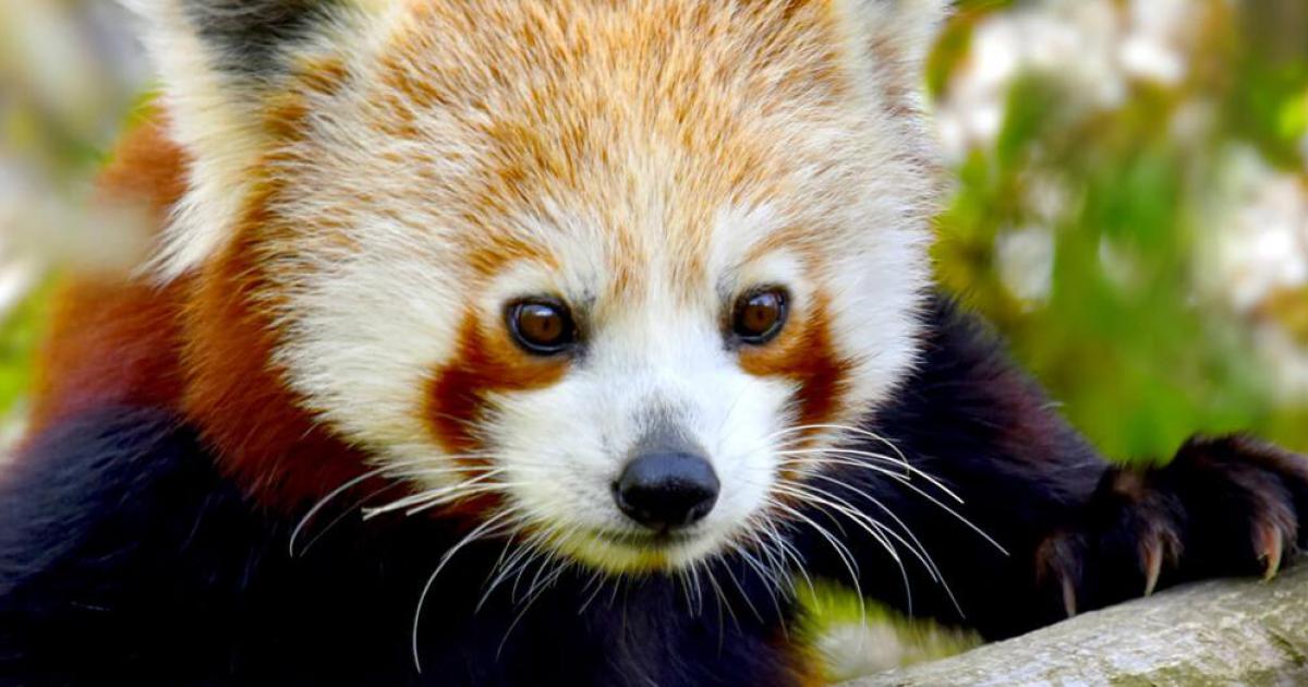 Voor het eerst een rode panda geboren in GaiaZOO | ZO-NWS