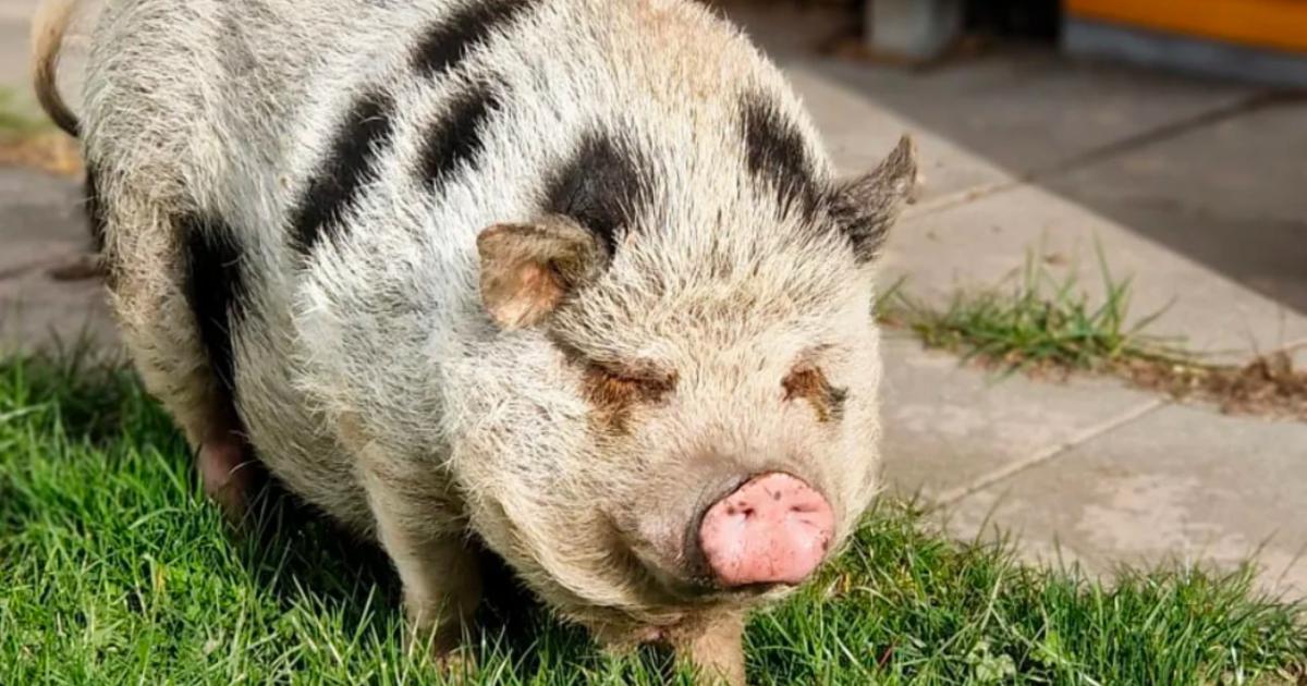 Varken Toos heeft een nieuw thuis | ZO-NWS